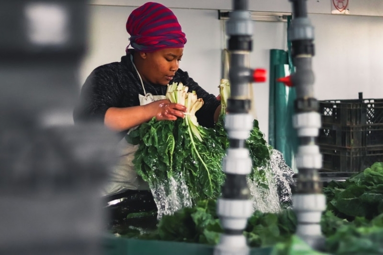 Mooihoek Strawberry Farm | Our Packhouse on the farm. Frozen and dried ...