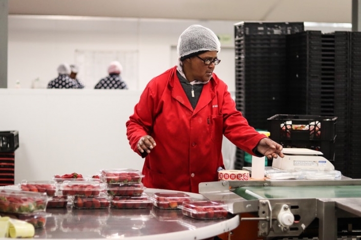 Mooihoek Strawberry Farm | Our Packhouse on the farm. Frozen and dried ...